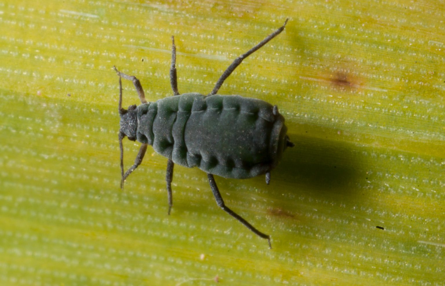 Corn aphid – Cesar Australia