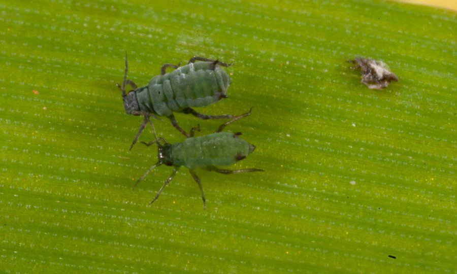 Aphids – Cesar Australia