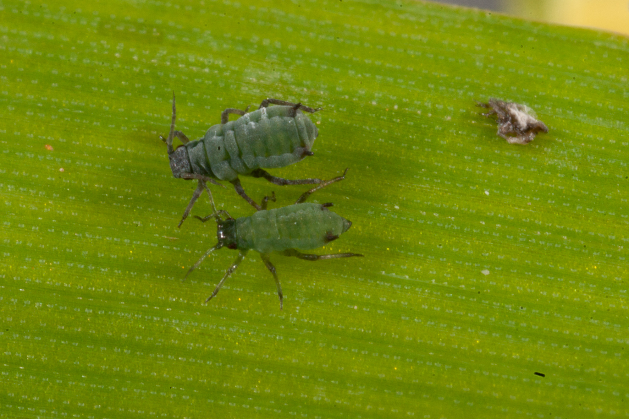 Corn aphid – Cesar Australia