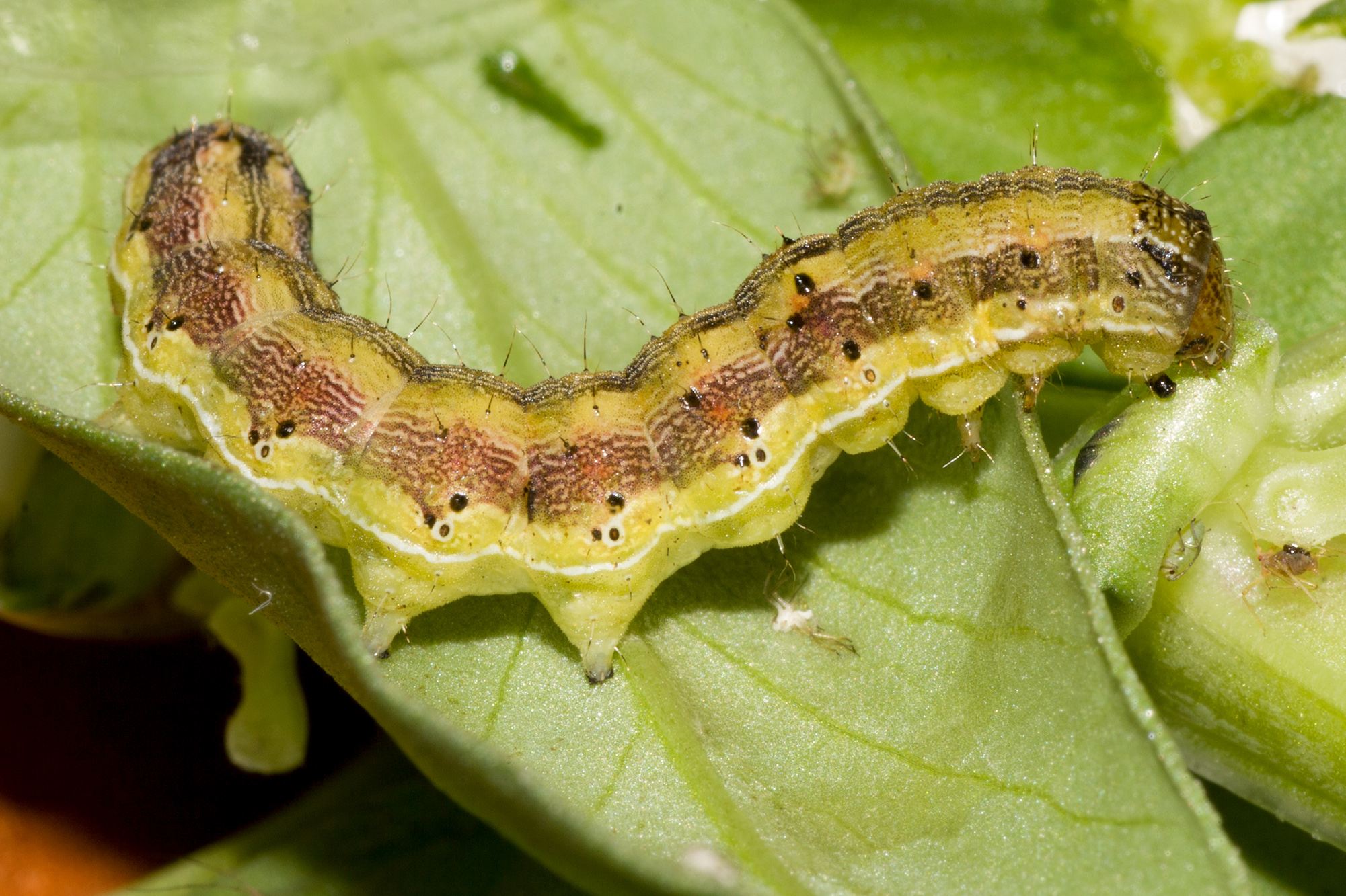 Corn earworm – Cesar Australia