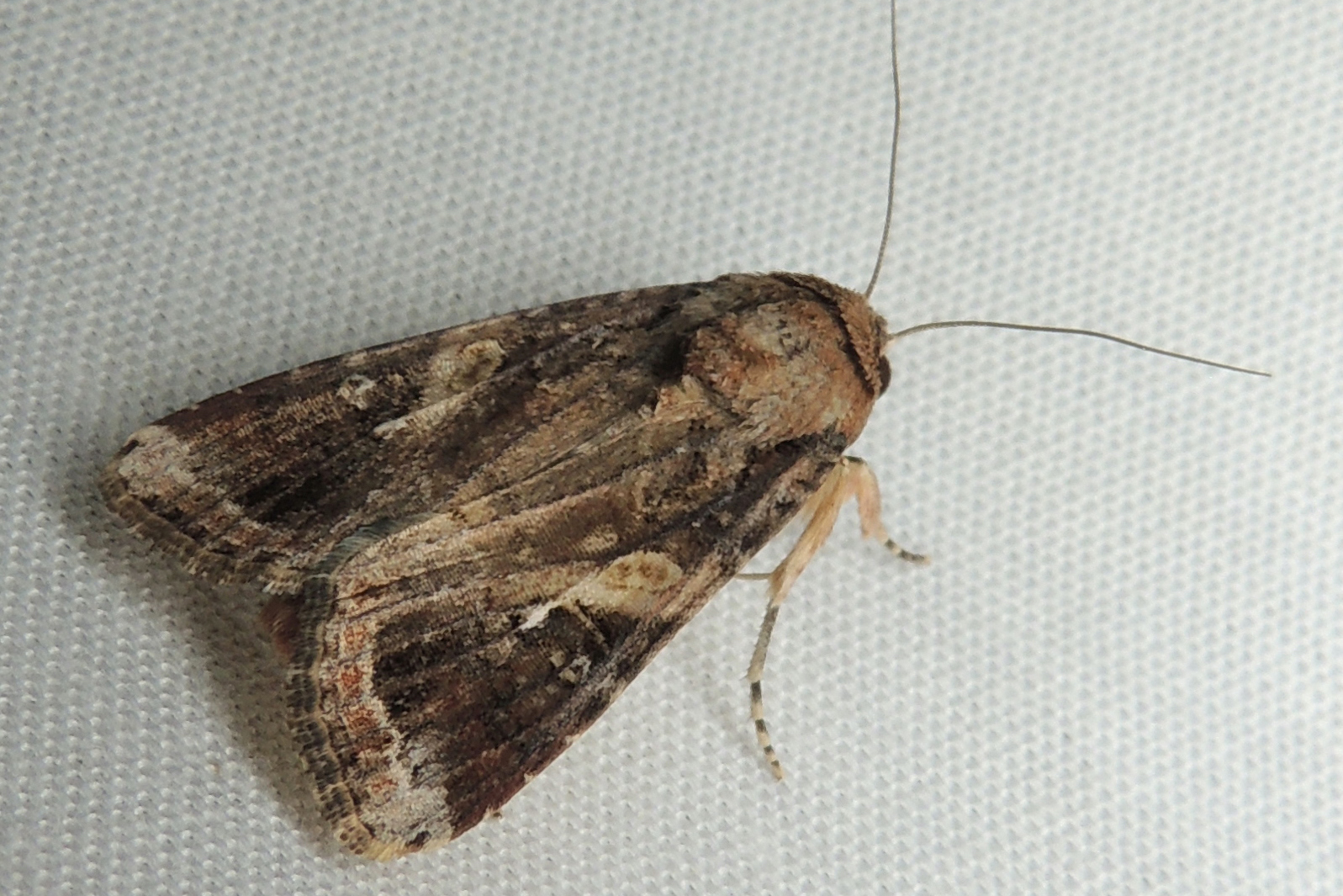 PestFacts articles – Page 4 – Cesar Australia