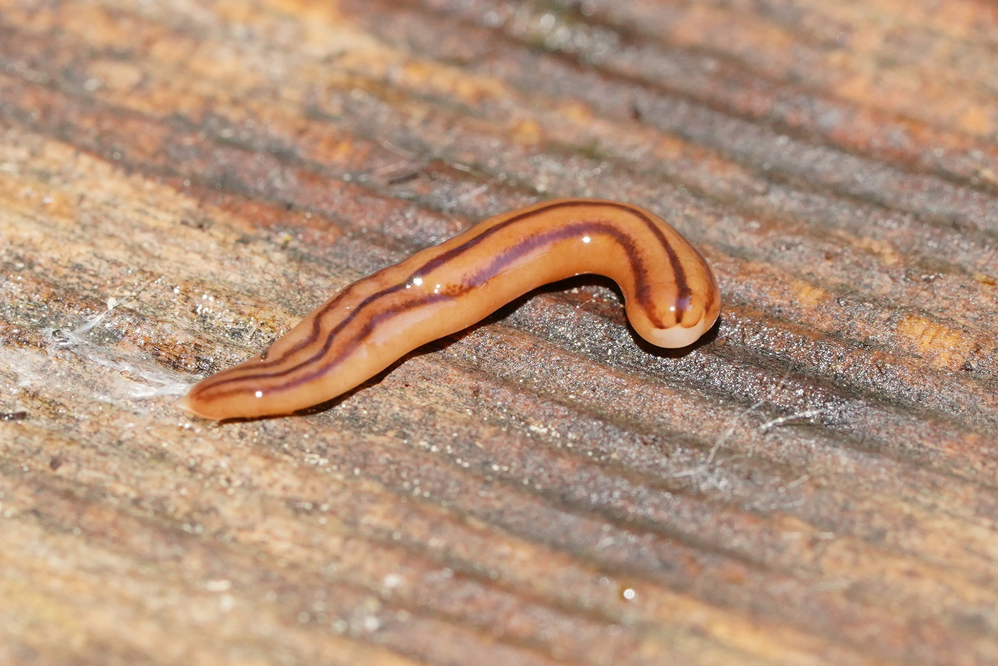 PestFacts articles – Page 17 – Cesar Australia