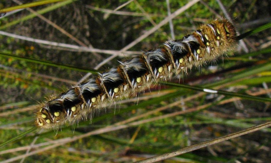 Caterpillars – Cesar Australia
