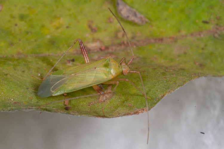 Green mirids – Cesar Australia