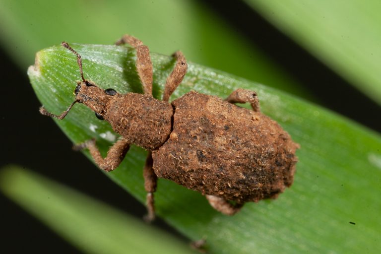 Adult weevils are active: tips for identification and control – Cesar ...