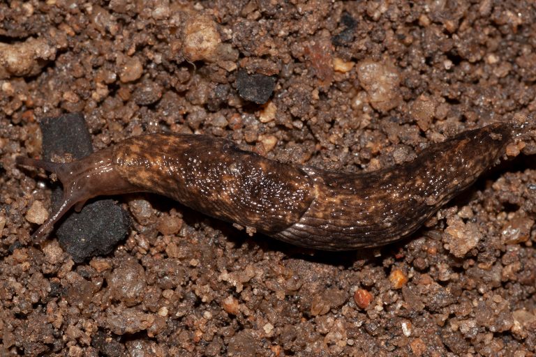 Grey field slug – Cesar Australia