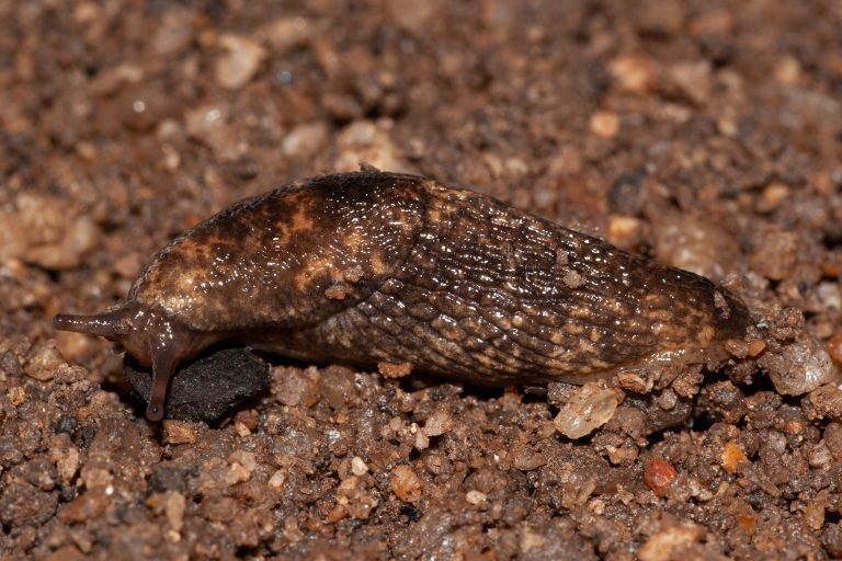 Slugs (and snails) are becoming active as crops emerge – Cesar Australia