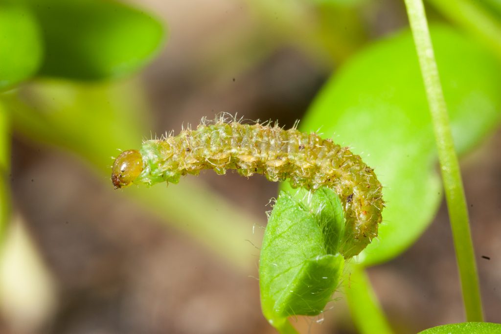 Greybanded leaf weevil – Cesar Australia