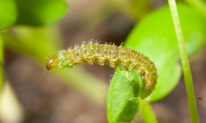 Weevils – Cesar Australia