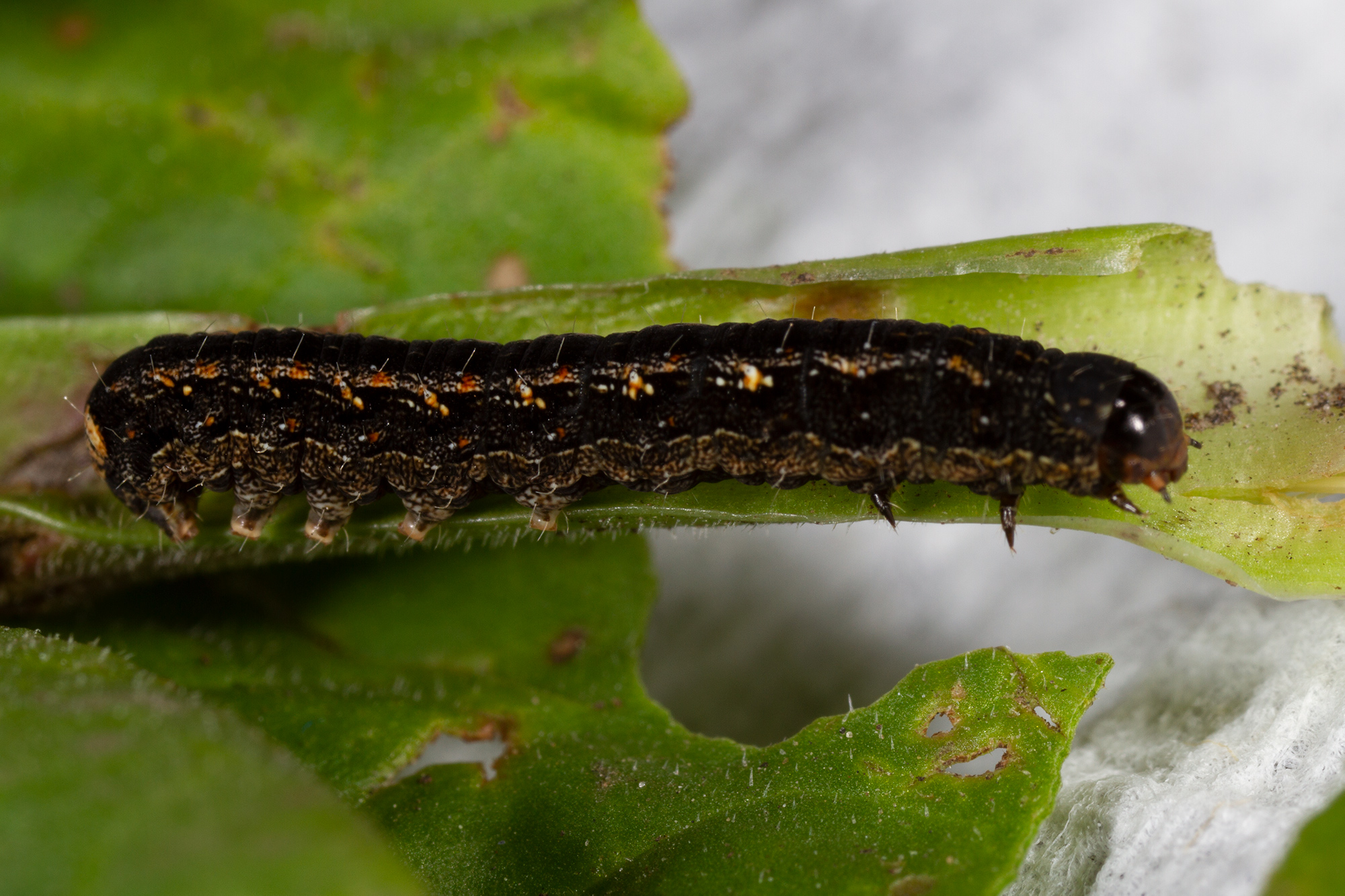 Brown pasture looper damage – Cesar Australia