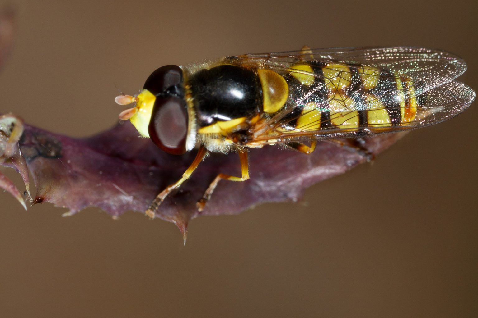 Getting to know the beneficials in your crops – Cesar Australia