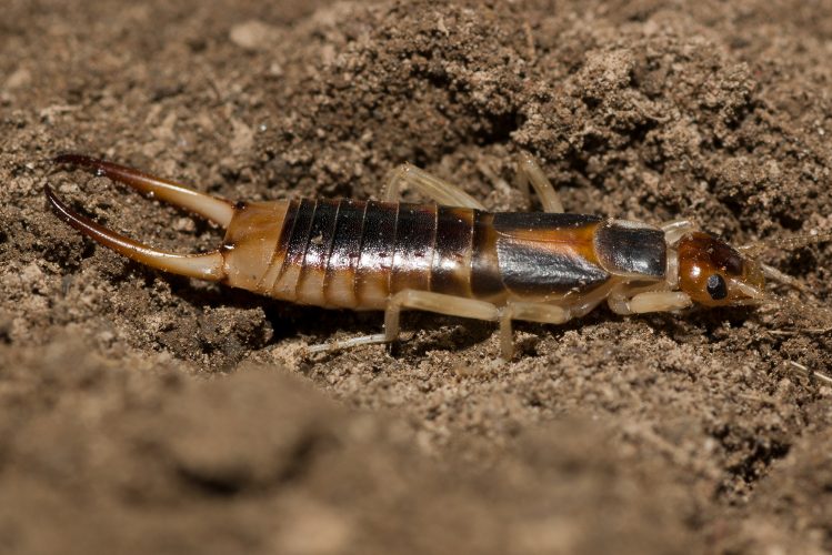 European earwig – Cesar Australia