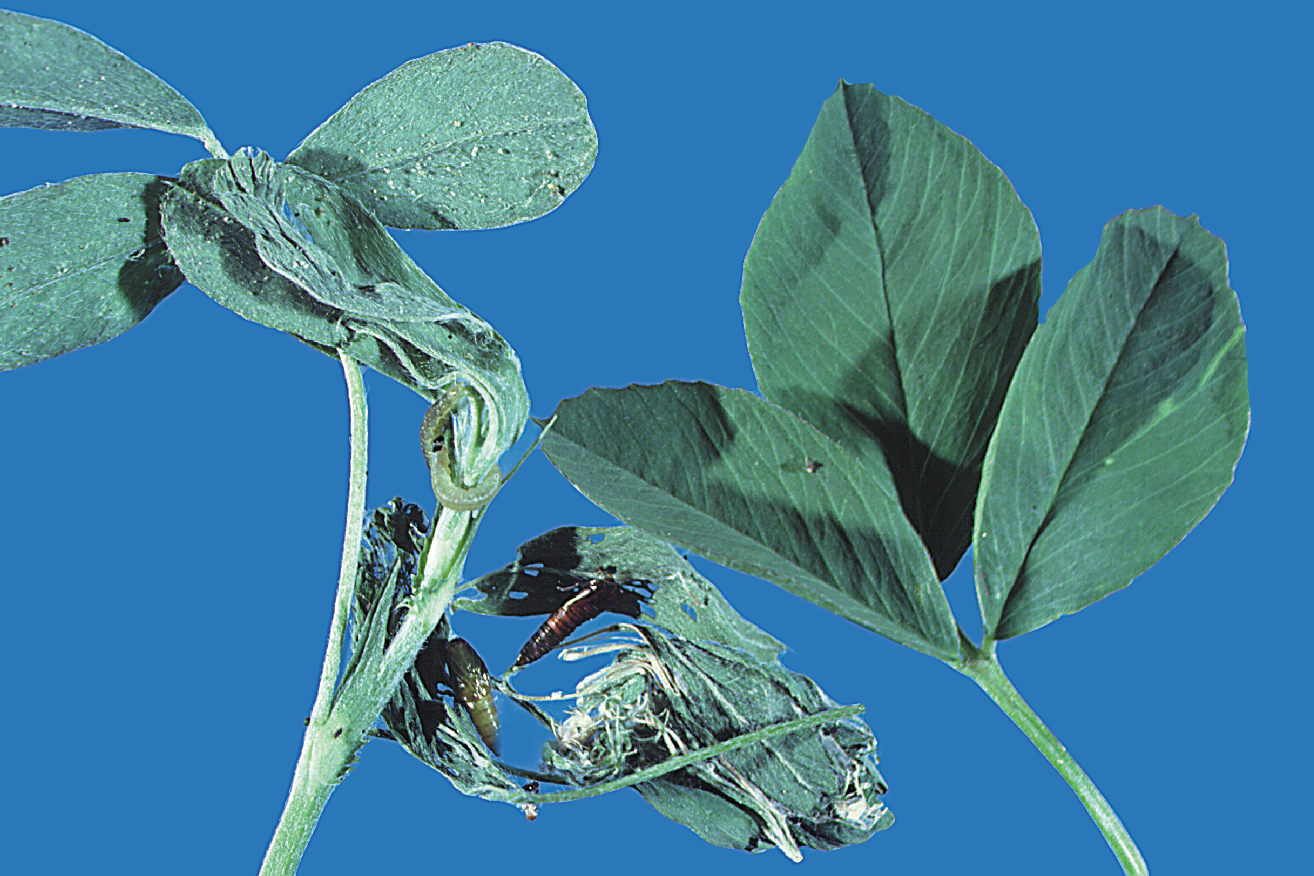 PestFacts articles – Page 17 – Cesar Australia