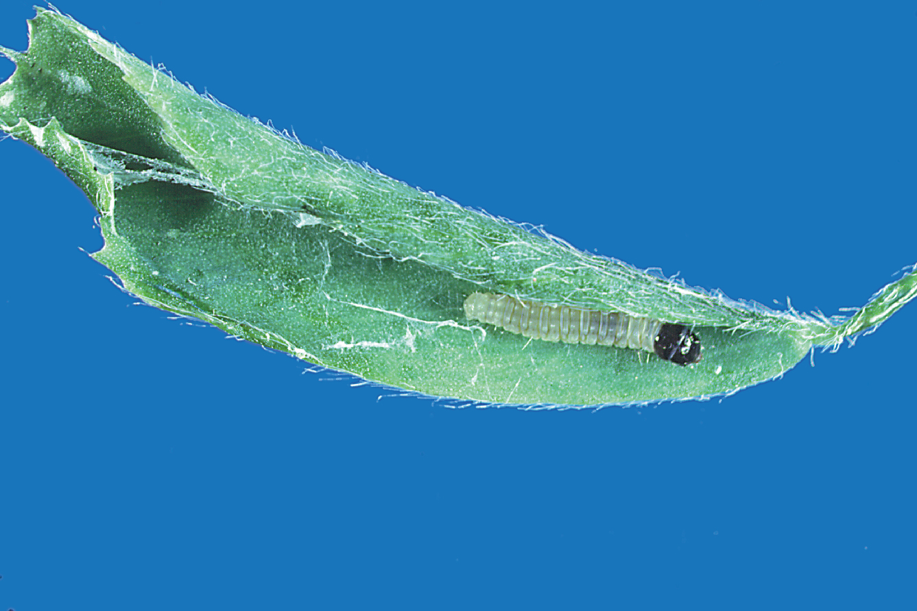 Lucerne leafroller attacking lucerne – Cesar Australia