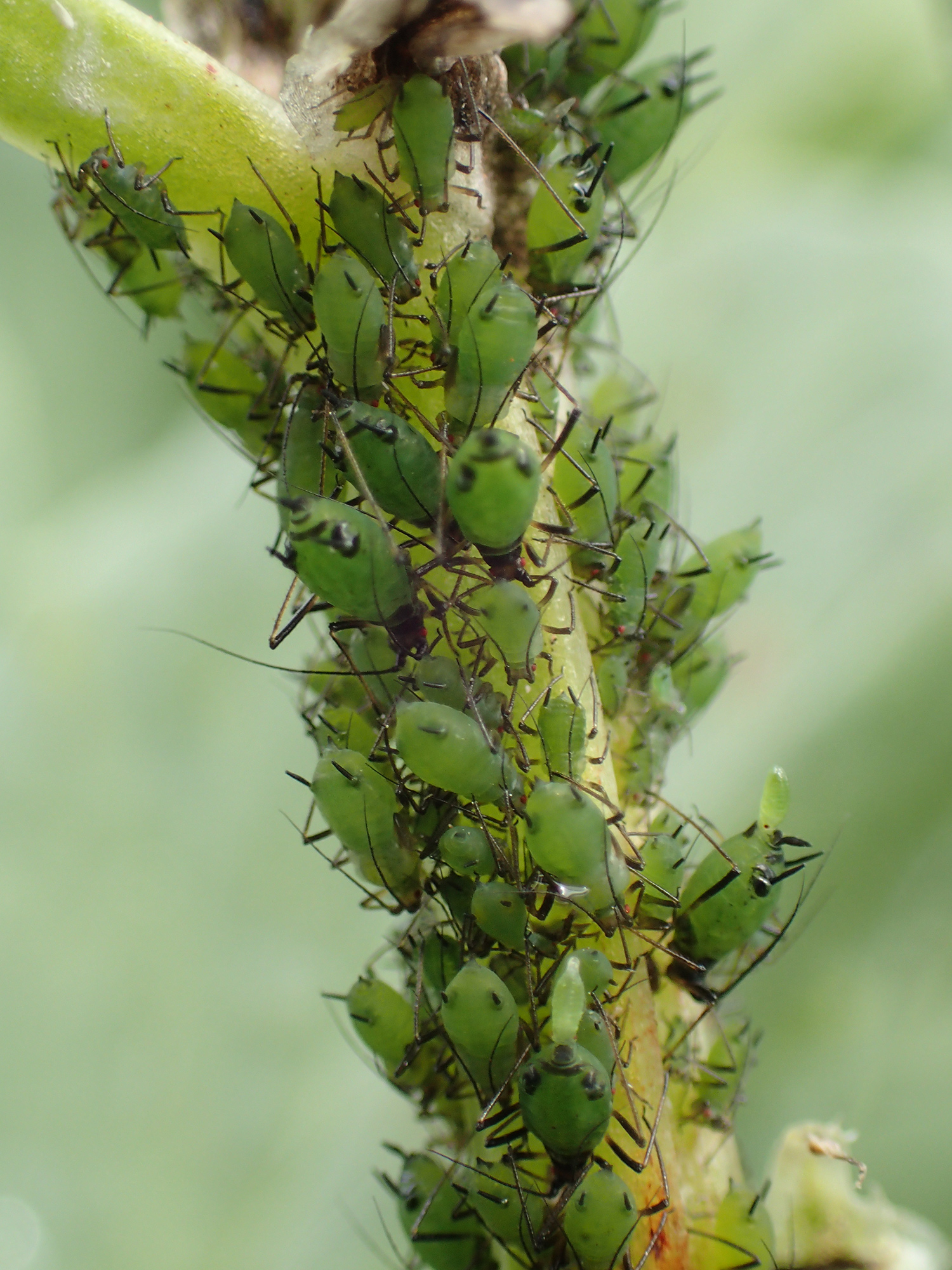 Yet another aphid pest of grains in Australia – Megoura crassicauda ...