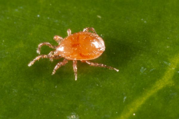 Look out for beneficial mites – Cesar Australia