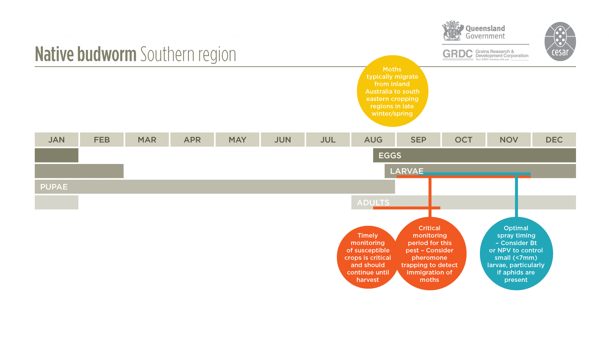 Native budworm – Cesar Australia