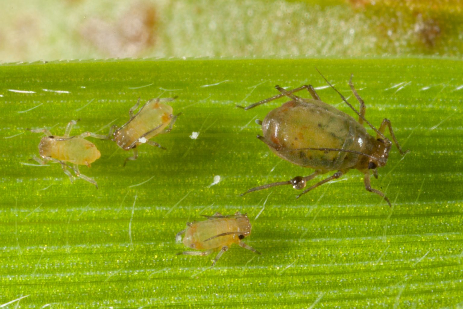Oat aphid – Cesar Australia