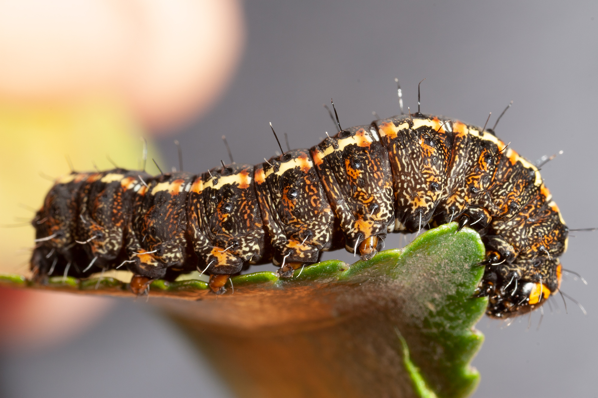 Pasture day moth – Cesar Australia