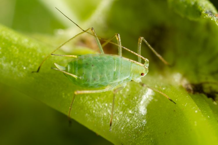 Pea aphid – Cesar Australia