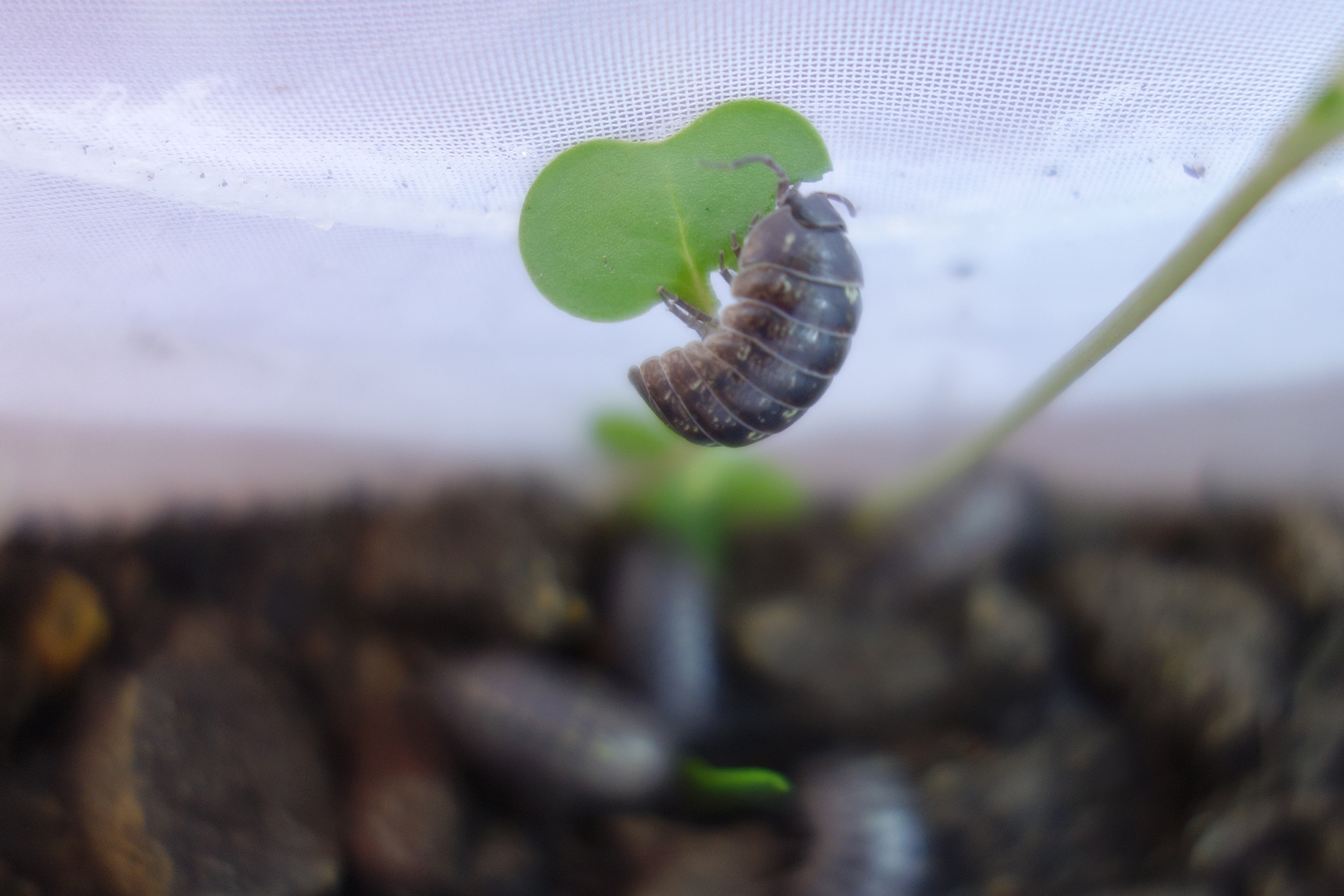 Pill bug and common rough woodlouse – Cesar Australia