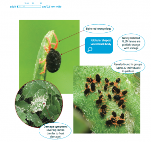 Mite Matters: Identifying and Managing Redlegged Earth Mites and Blue ...