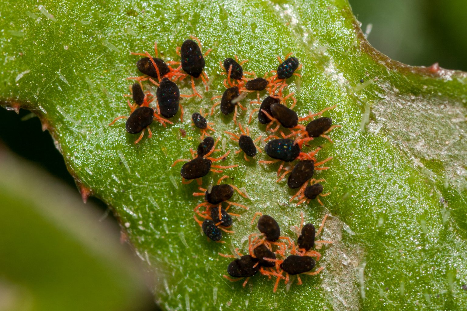 Redlegged earth mite management survey – Cesar Australia