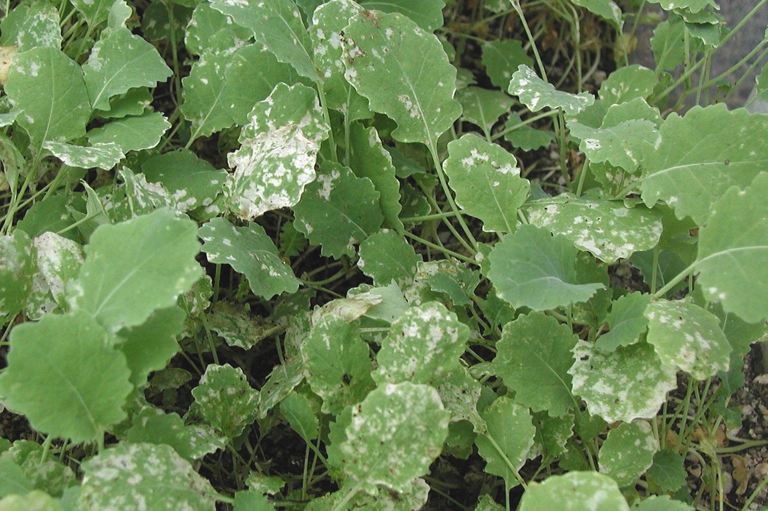 Redlegged earth mite – Cesar Australia