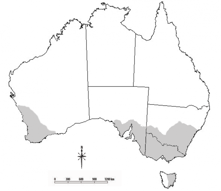 Redlegged earth mite – Cesar Australia