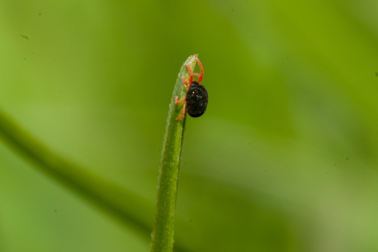 redlegged earth mite single – Cesar Australia
