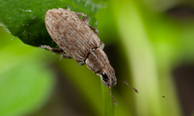 Weevils – Cesar Australia