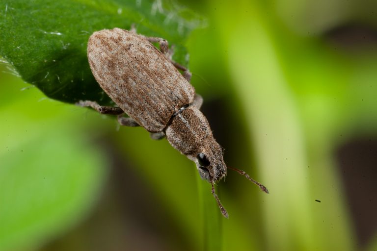 Weevil pests abound but how to distinguish them? – Cesar Australia