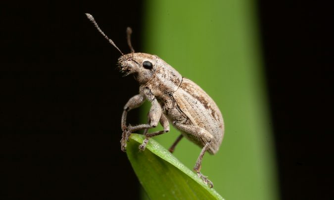 Whitefringed weevil – Cesar Australia