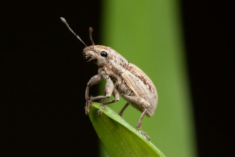 Adult weevils are active: tips for identification and control – Cesar ...