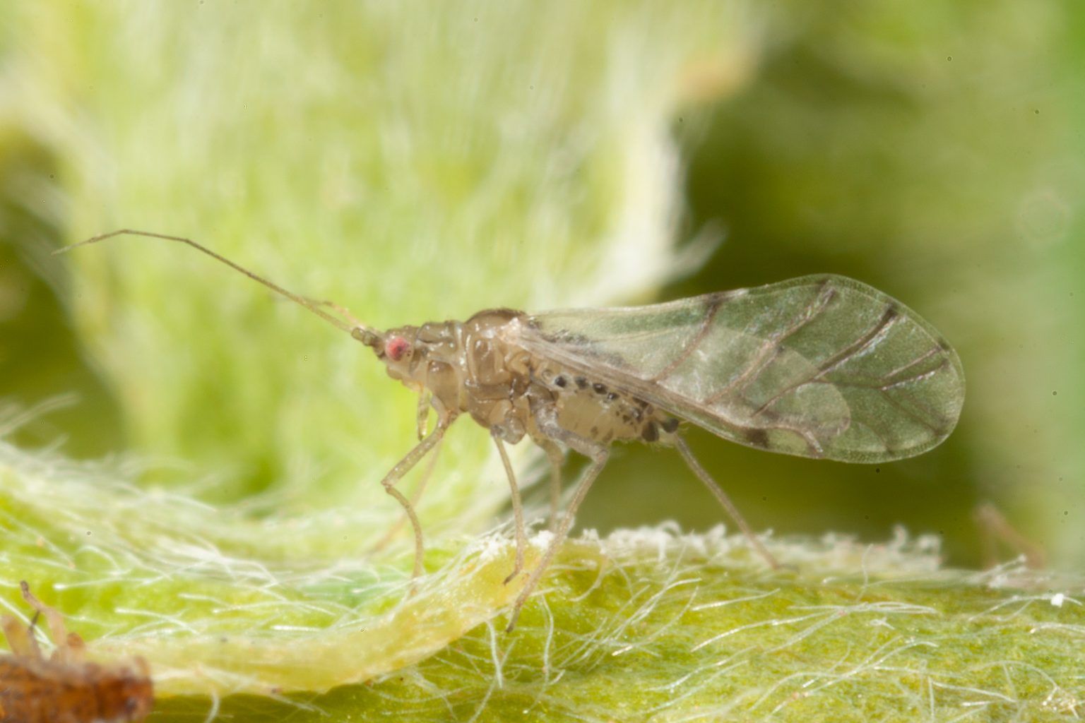 Spotted alfalfa aphid – Cesar Australia