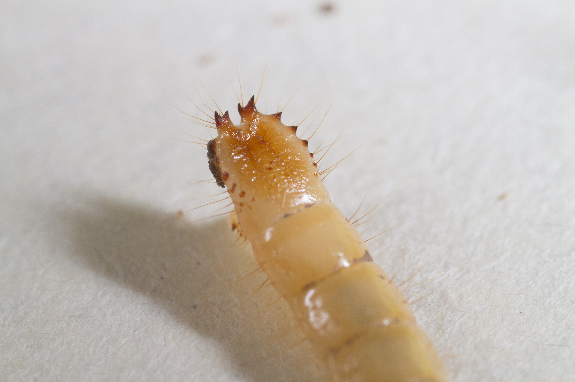 How to take a photo for (successful) invertebrate identification ... How to take a photo for (successful) invertebrate identification ...