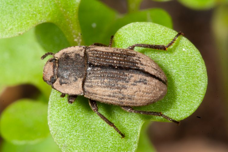 Southern False wireworm – Cesar Australia