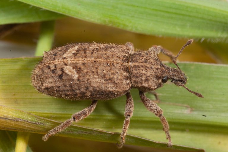 Weevil pests abound but how to distinguish them? – Cesar Australia