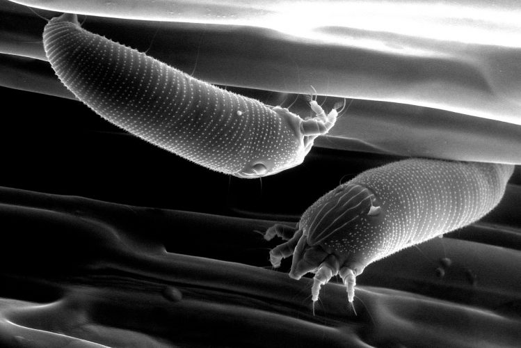 Wheat curl mite – Cesar Australia