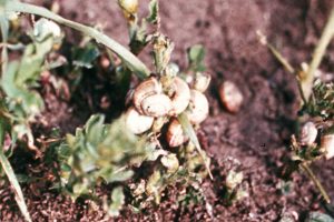White Italian snail – Cesar Australia