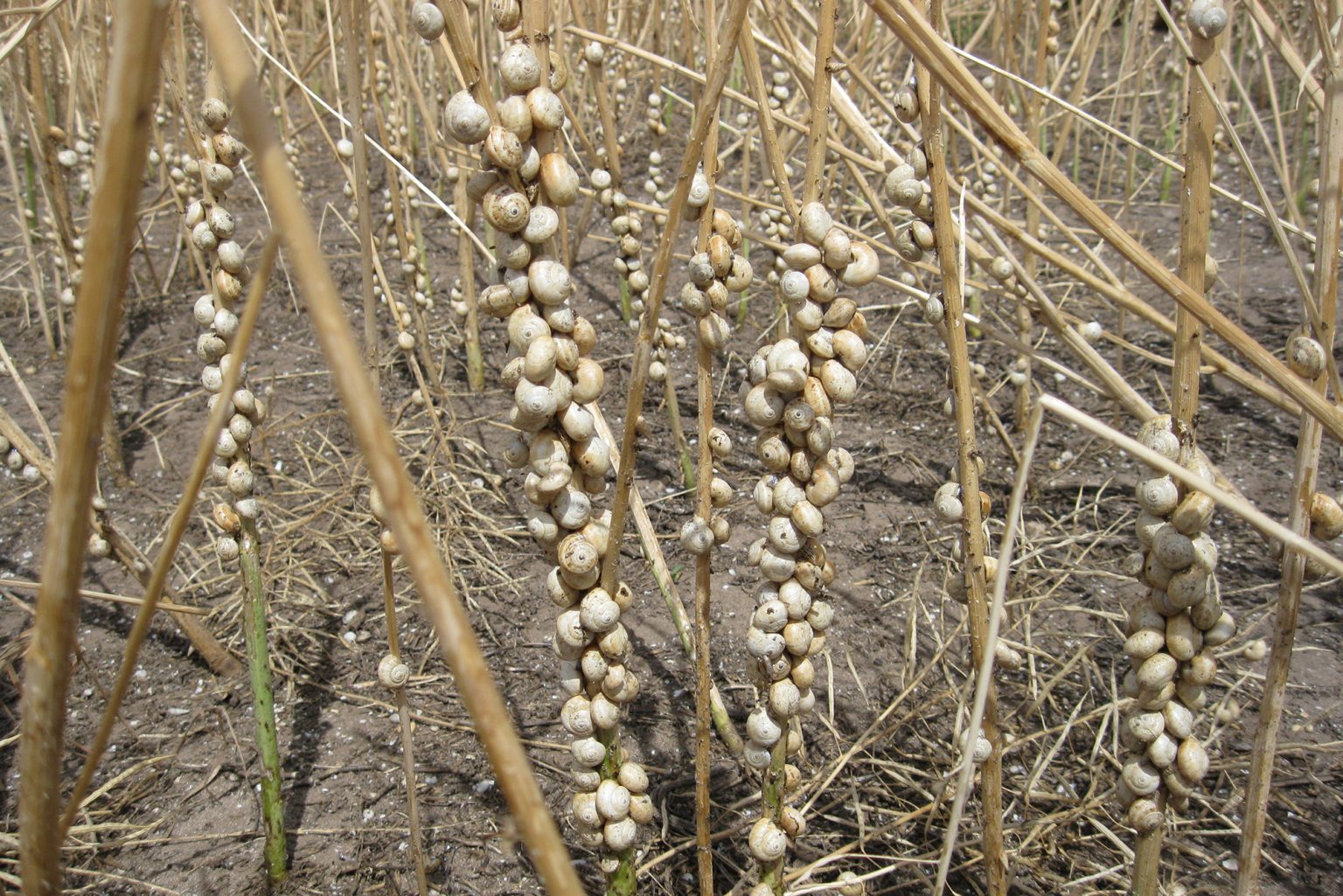 White Italian snail – Cesar Australia