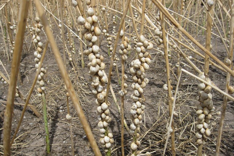 White Italian snail – Cesar Australia