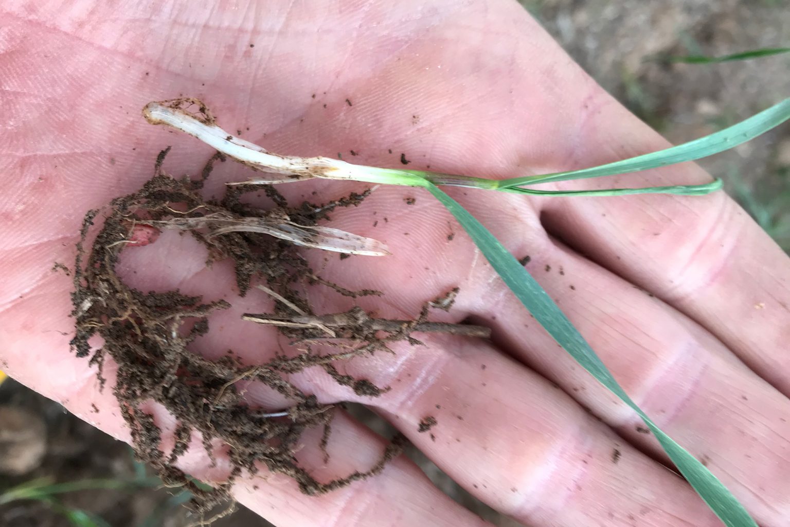 Is African black beetle a suspect in your crop investigations? – Cesar ...