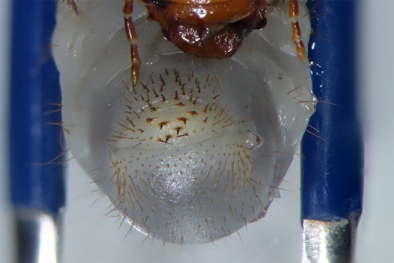 Scarabs and cockchafers: beyond head colour – Cesar Australia