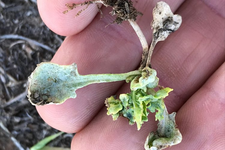 A closer look at mite silvering – Cesar Australia