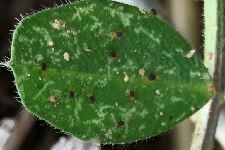 A closer look at mite silvering – Cesar Australia