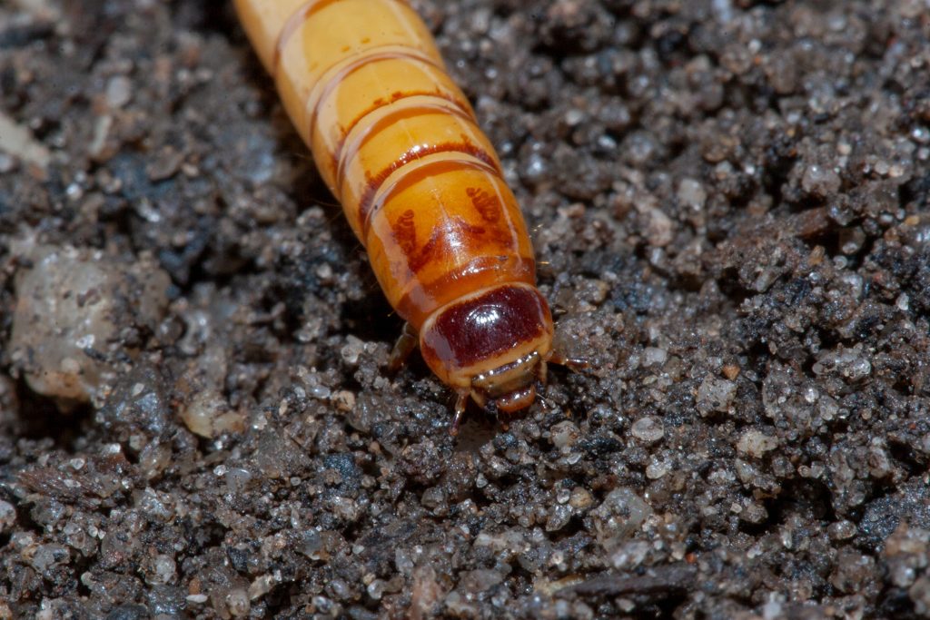 Eastern false wireworm – Cesar Australia