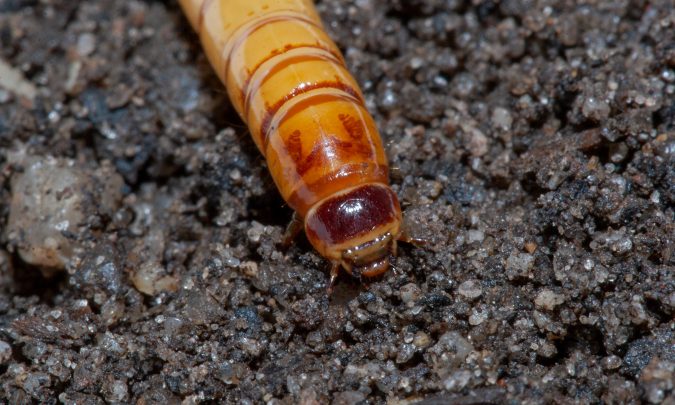 Eastern false wireworm – Cesar Australia