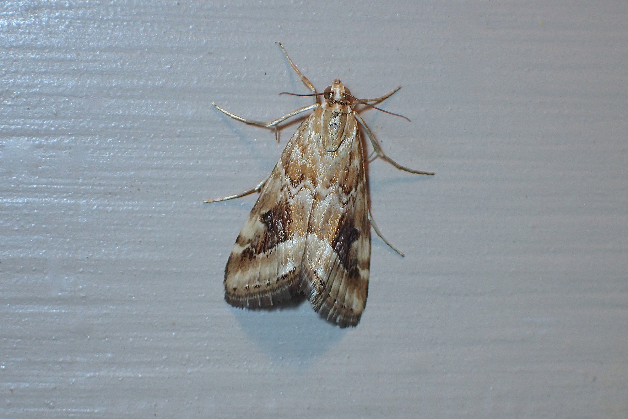 Cabbage centre grubs in establishing canola and forage brassicas ...