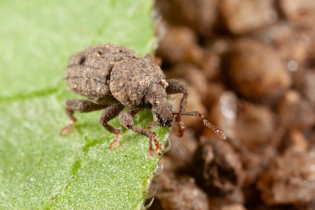 Weevils – Cesar Australia